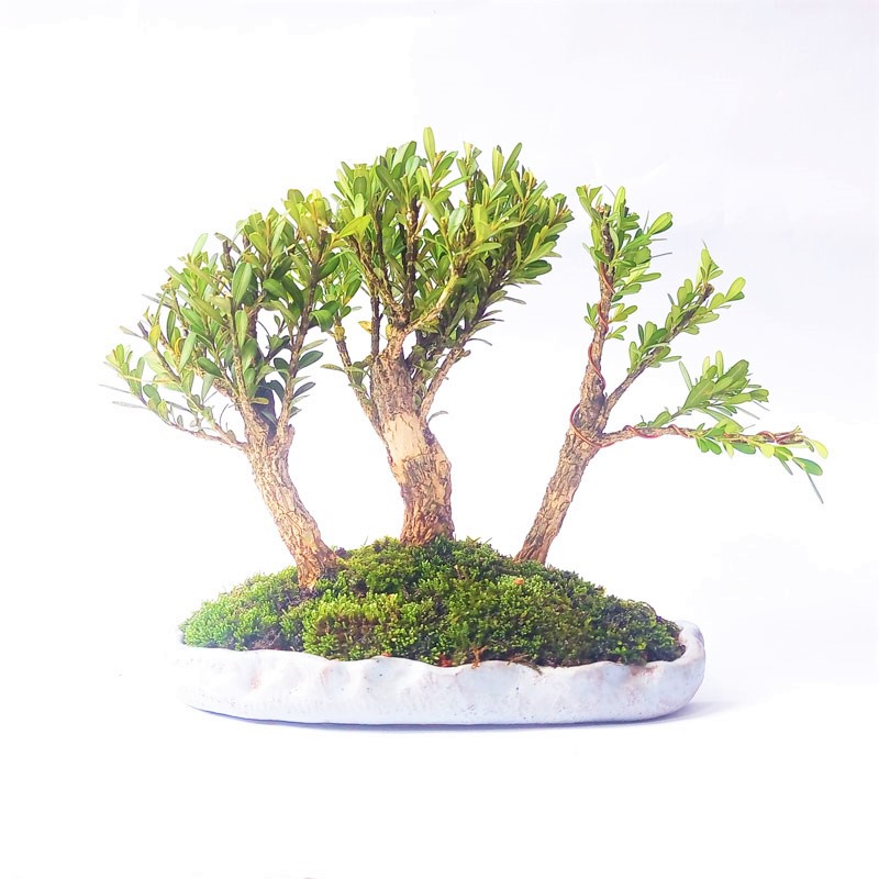Bonsai de Buxus Harlandii 2 anos - Floresta 3 plantas - Bonsai Fox